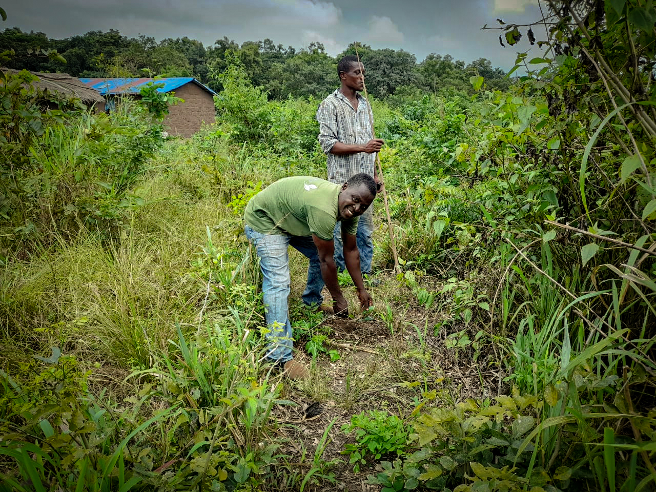 Sustainable Christmas – 1000 trees for PROJECT TOGO – Limes Security